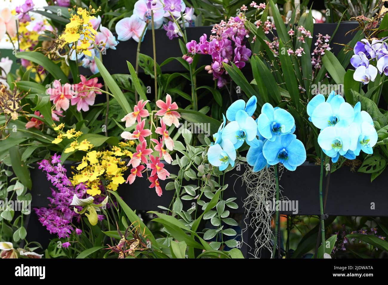 Beautiful flowers from the tropical japanese orchid Stock Photo - Alamy
