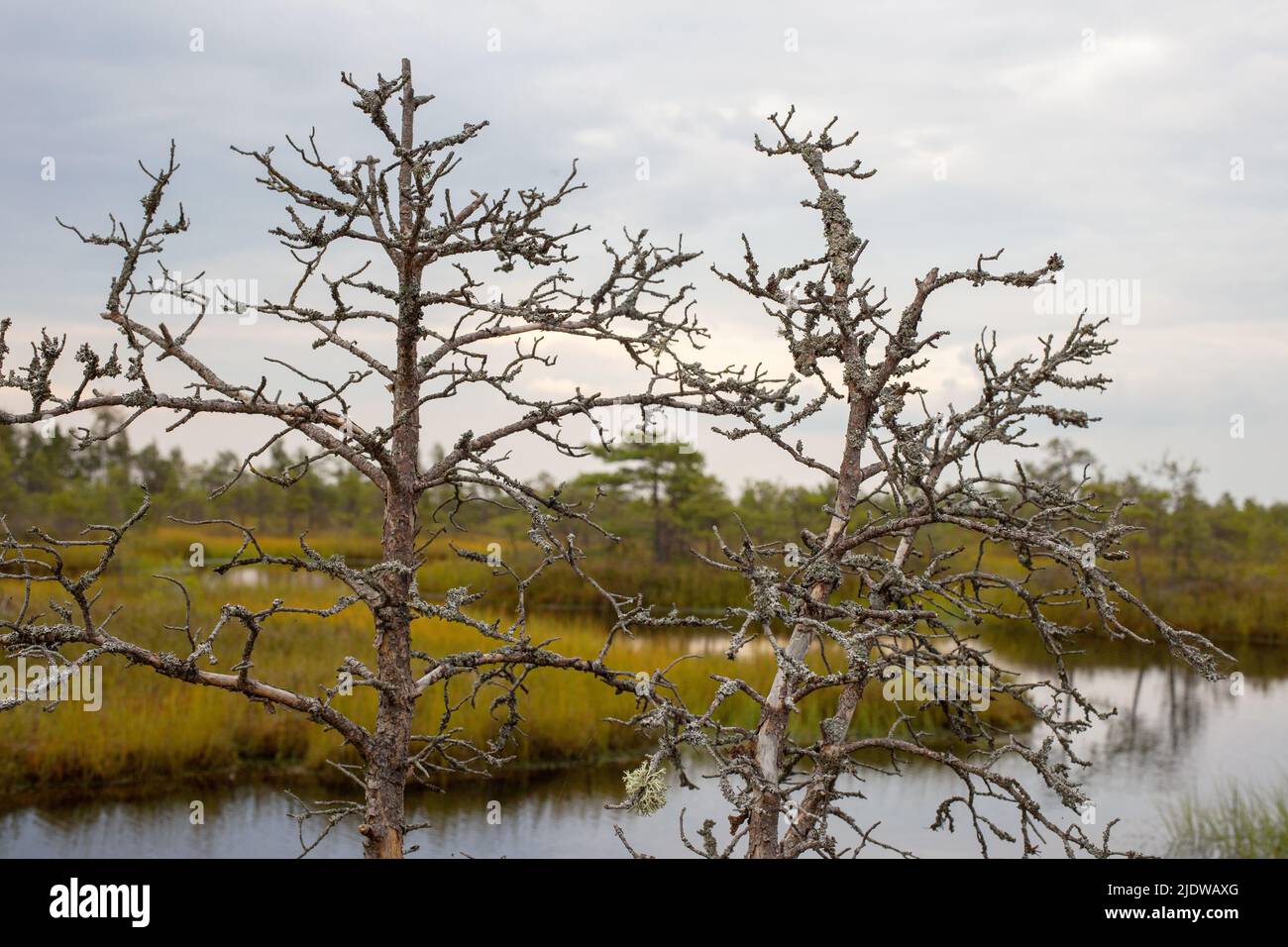 Withered tree hi-res stock photography and images - Alamy