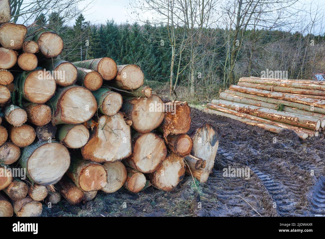 Chopped firewood and logs stacked together in a storage pile in a ...