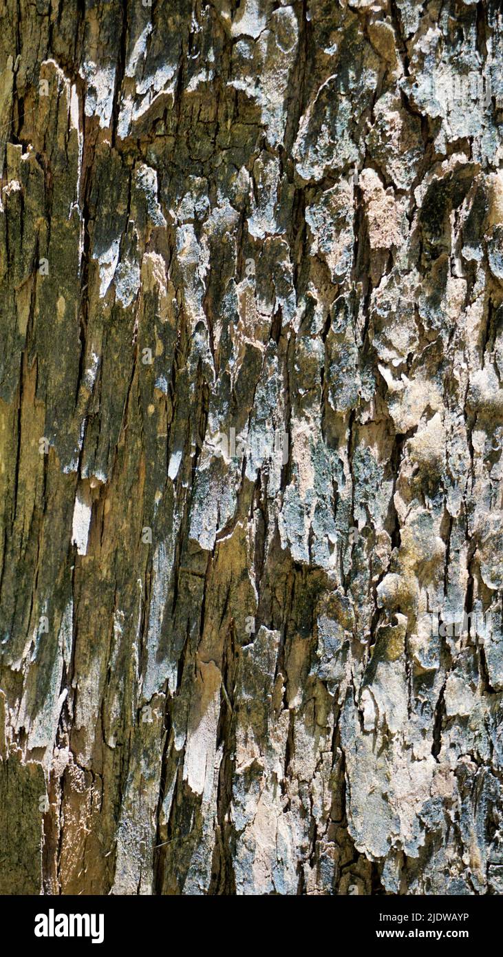 Close up texture of Eucalyptus tree trunk bark texture Background ...