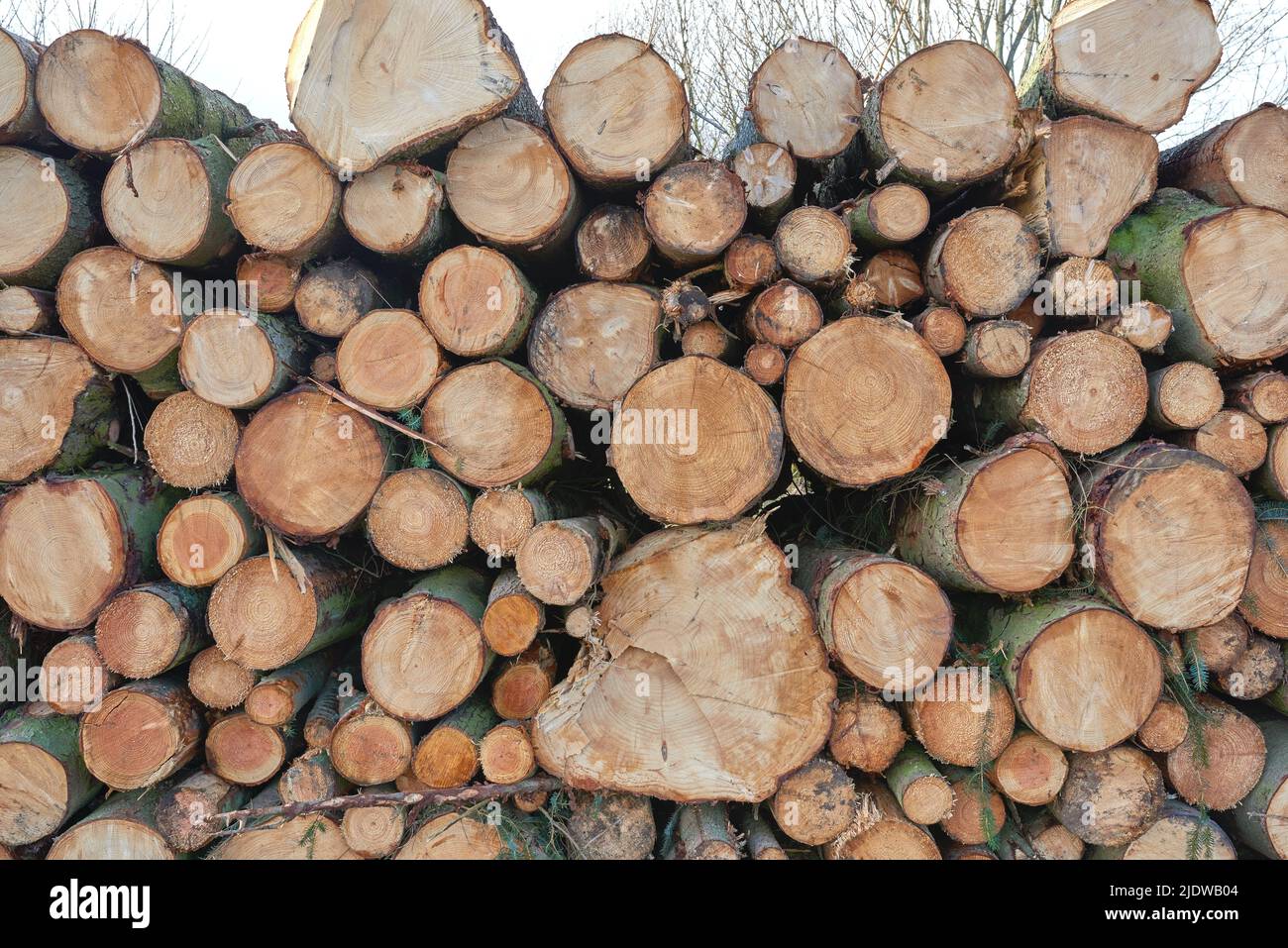 Chopped tree logs and stumps stacked in a pile on a plantation. Rustic ...