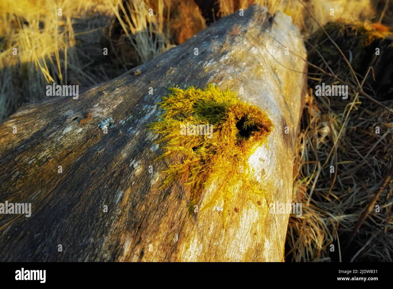Closeup of green moss growing on the bark of a fallen tree in an empty ...