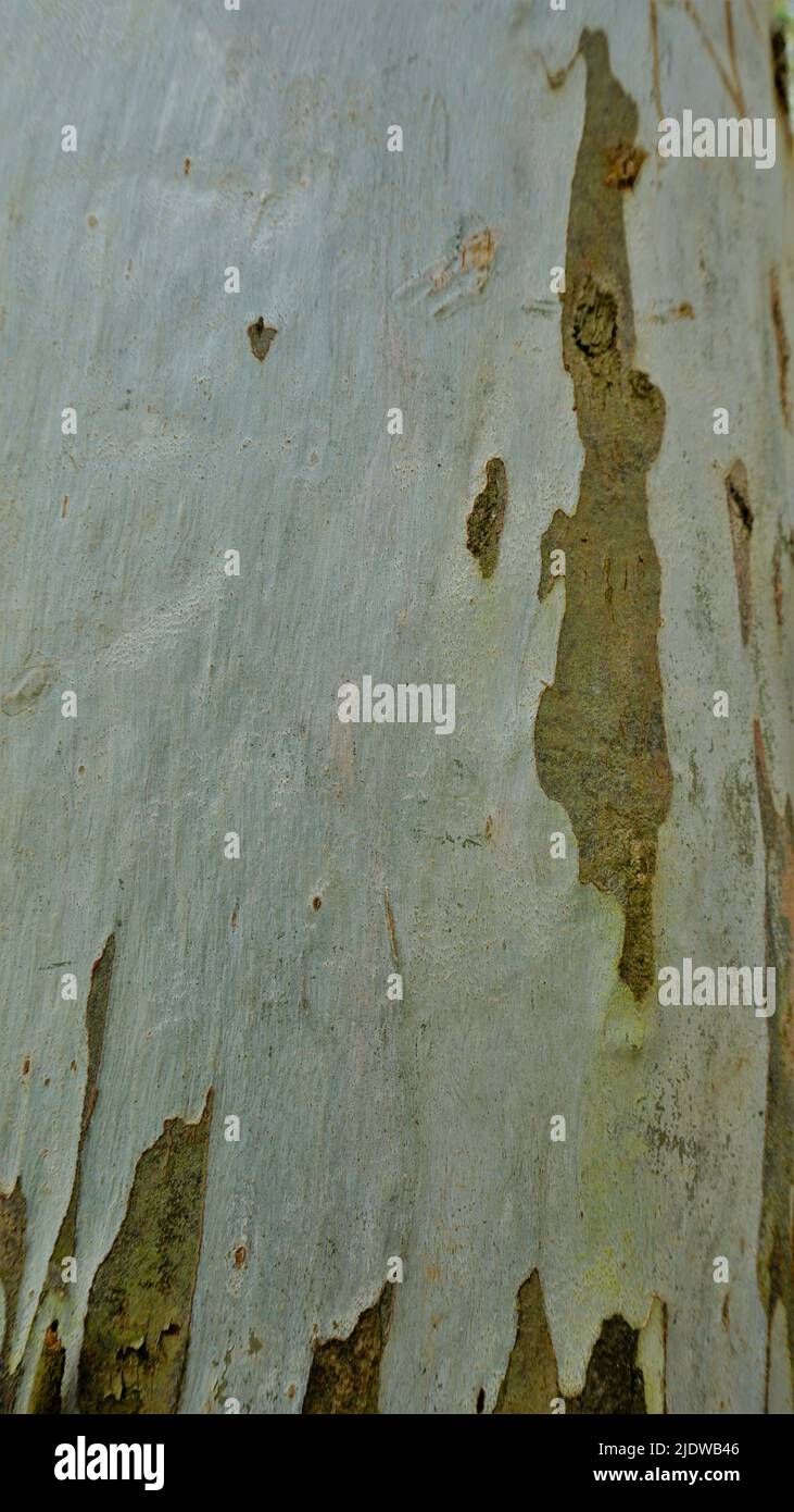 Close up texture of Eucalyptus tree trunk bark texture Background ...