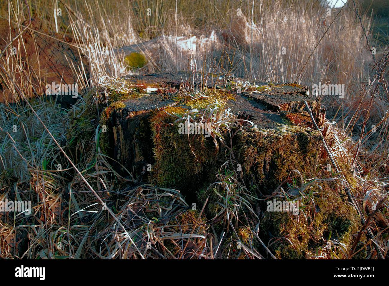 Arid forest hi-res stock photography and images - Alamy