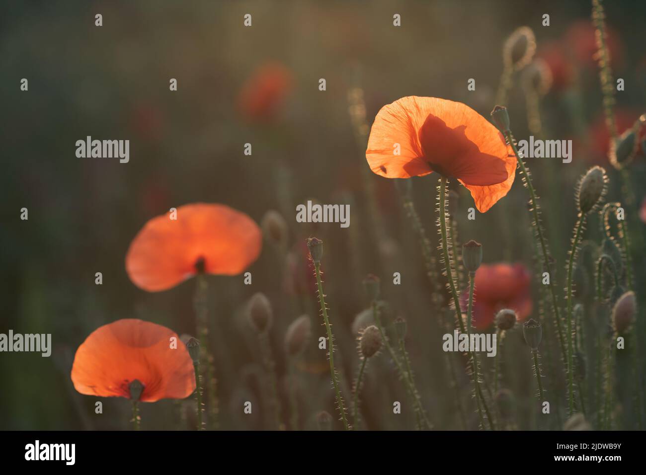 Wild vivid poppy field in magic sunset light. Remembrance day concept ...