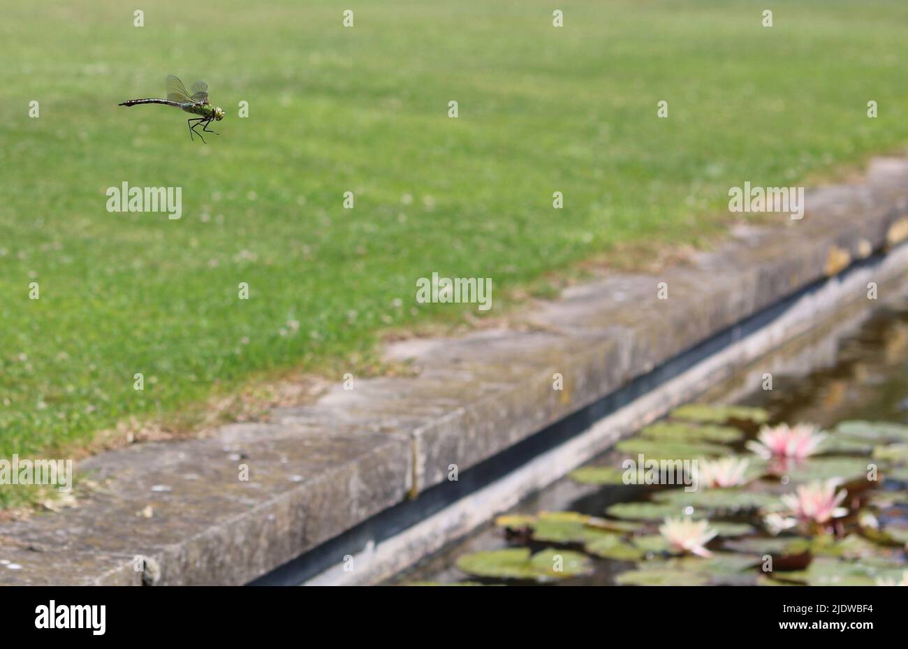Dragonfly in flight over grass towards pond with water lines Stock ...