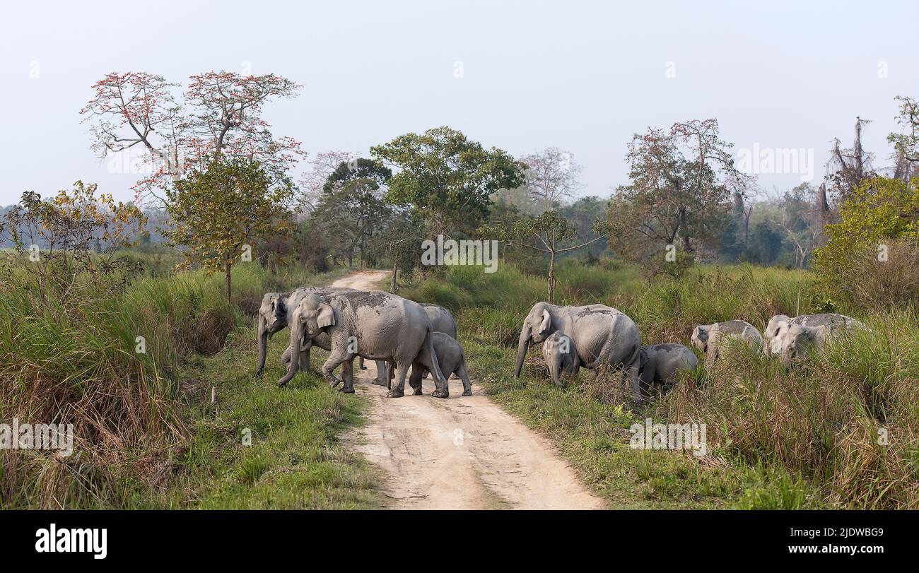 Scenery from Kaziranga NP, Assam. Wild Indian elephants crossing a road ...