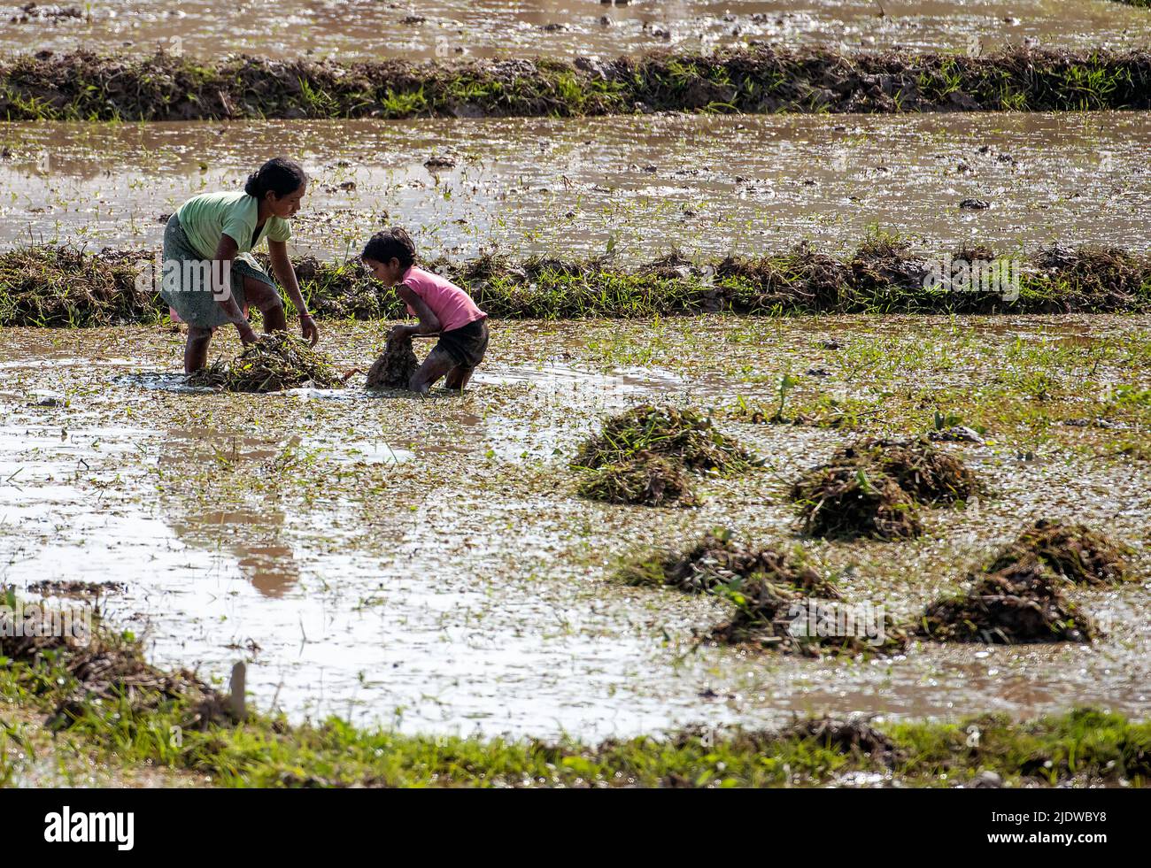 India assam field rice hi-res stock photography and images - Alamy