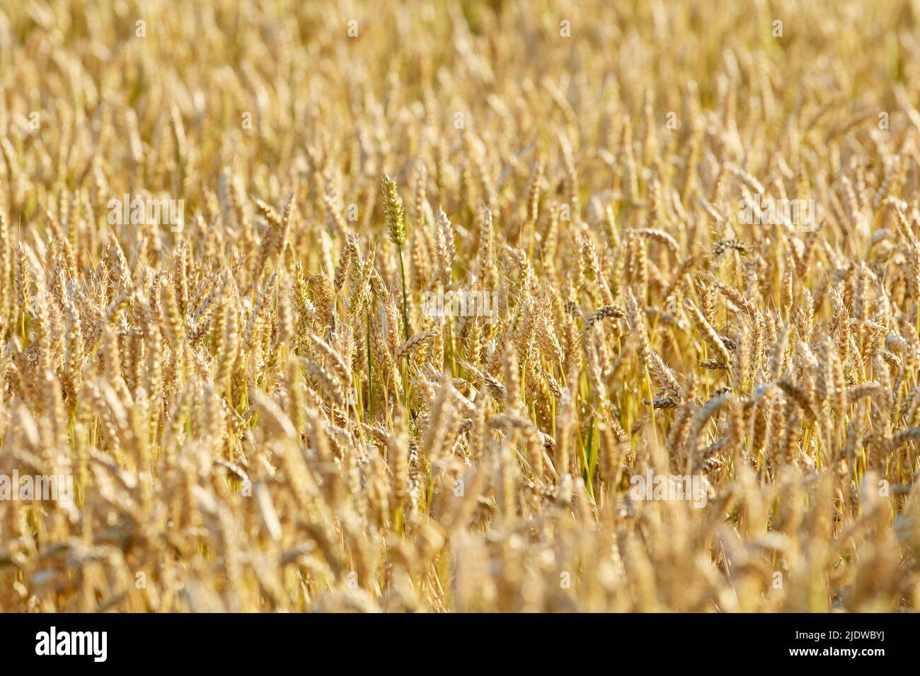 Yellow agriculture field with ripe wheat. Cereal plant growing in ...
