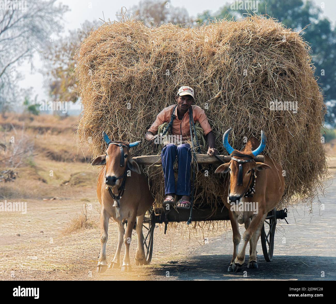Farmer carrying hey, Maharashtra, India Stock Photo - Alamy