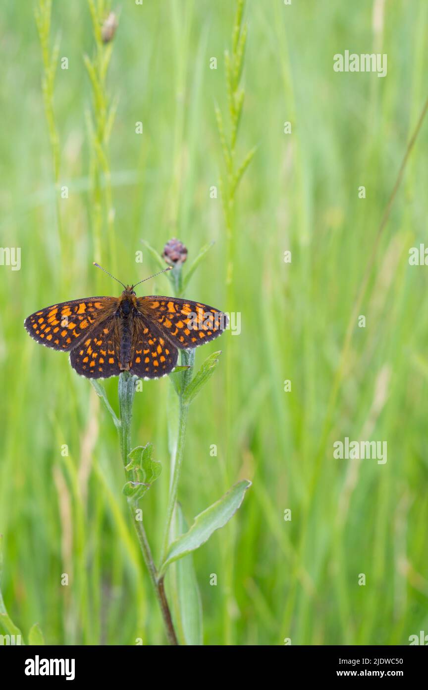 Butterfly Heath fritillary, Melitaea athalia, upper side of wing, on ...
