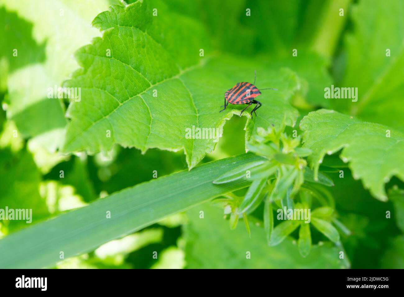 Shield bug with red and black stripes on a green leaf, European Striped ...