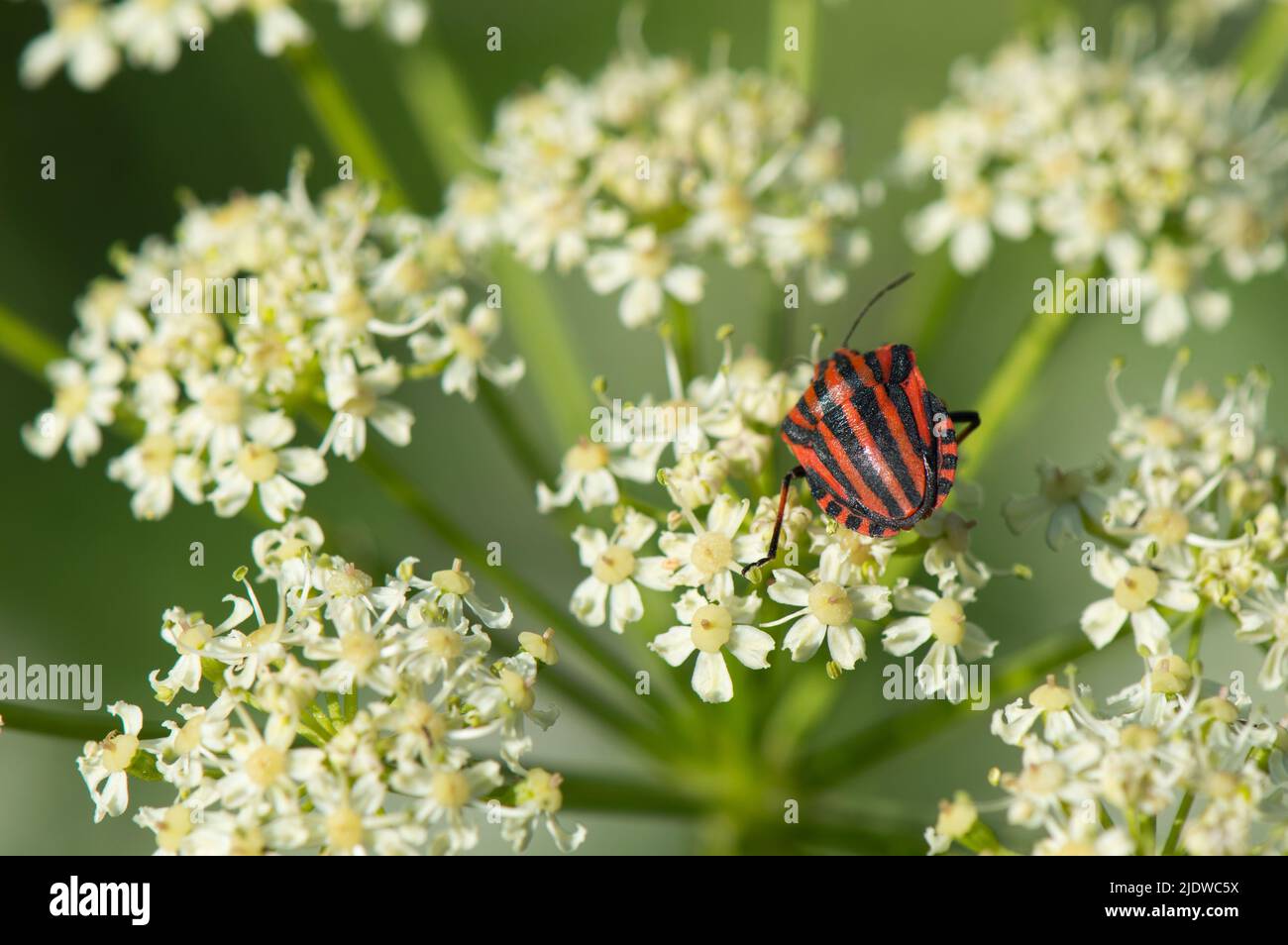 Bug with red and black stripes, European Striped Shield bug, Graphosoma ...