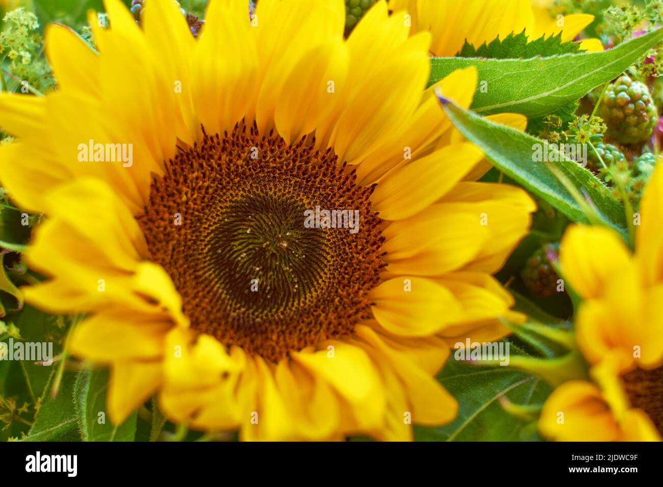 Closeup of a beautiful fresh sunflower in green garden. Zoomed in macro ...