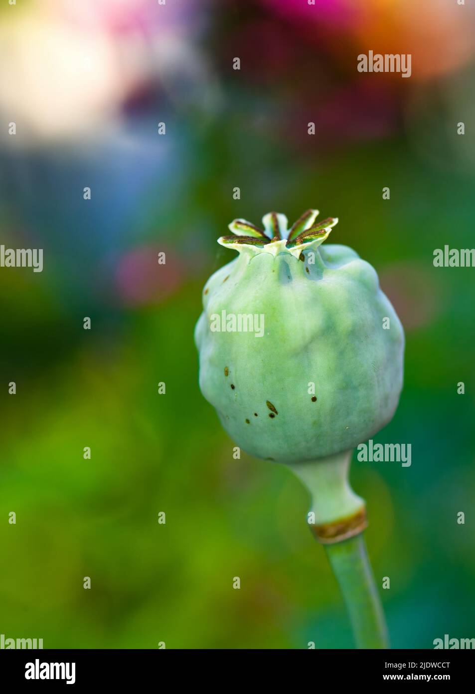 closeup of an opium plant bud closed outside in a garden. Photo of a ...