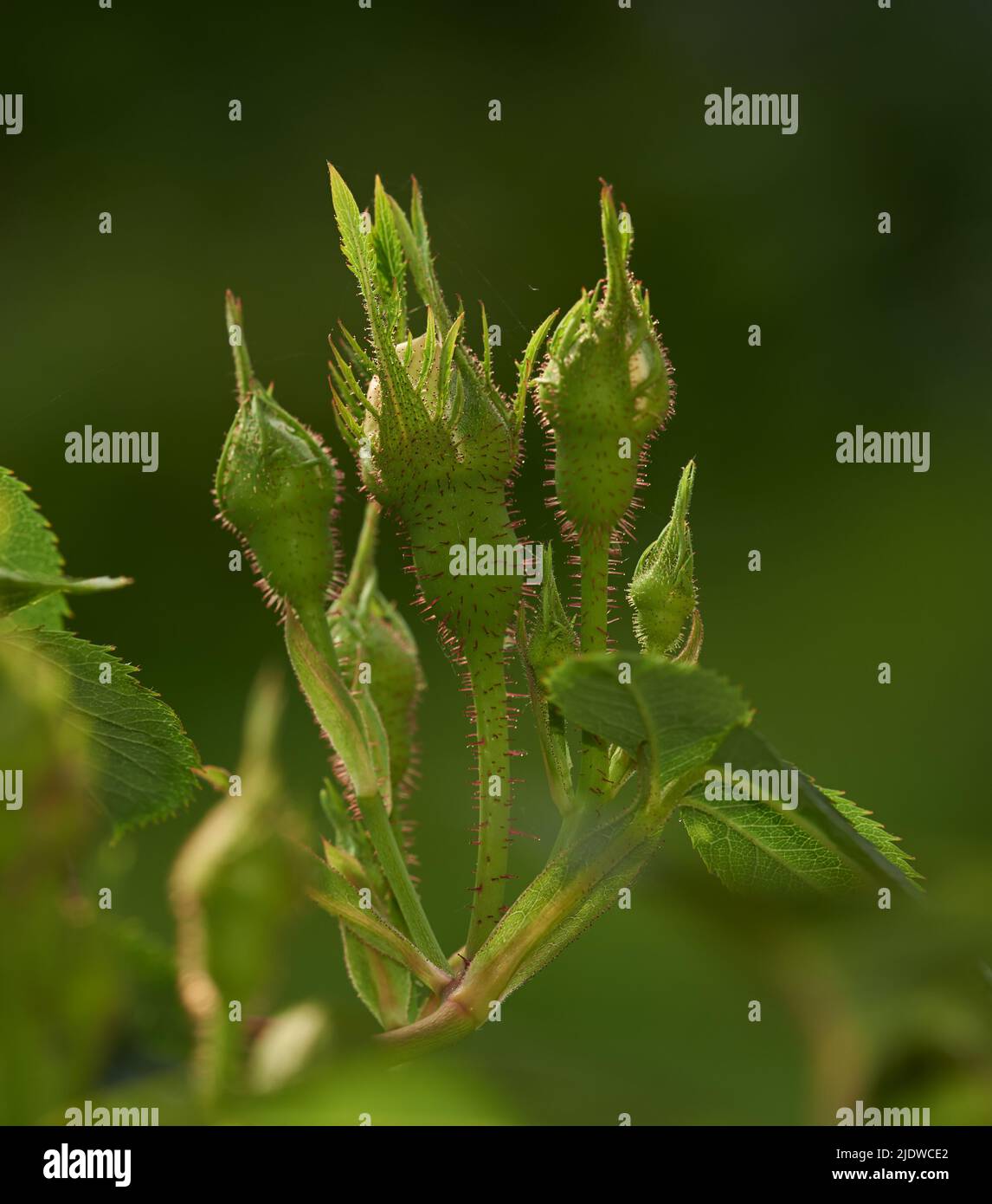 Wild rose bush hi-res stock photography and images - Alamy