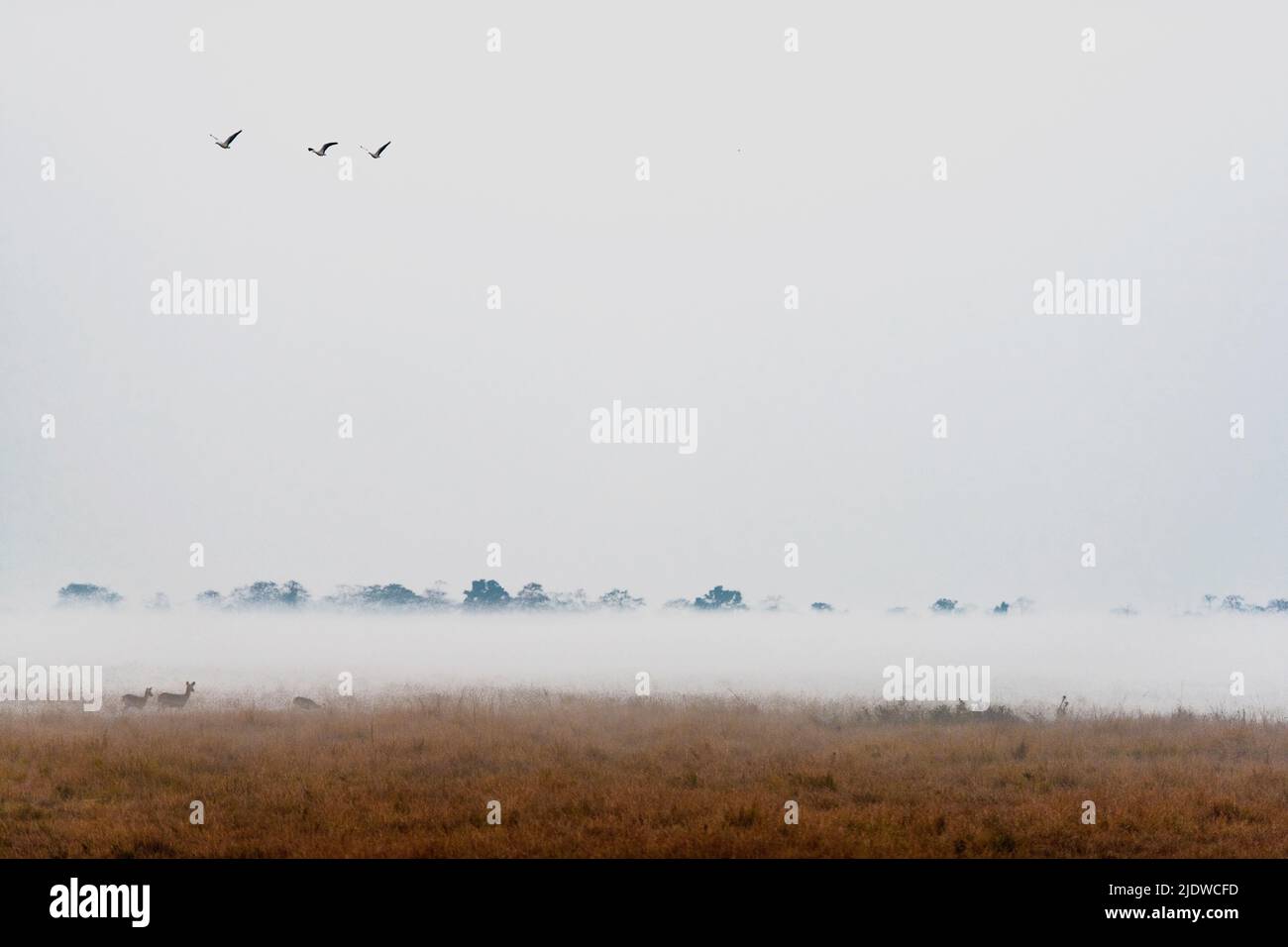 Foggy morning in Kaziranga National Park, Assam, north-east India Stock ...