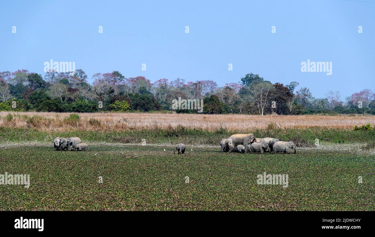 Scene from Kaziranga NP, Assam, north-eastern India with Indian ...