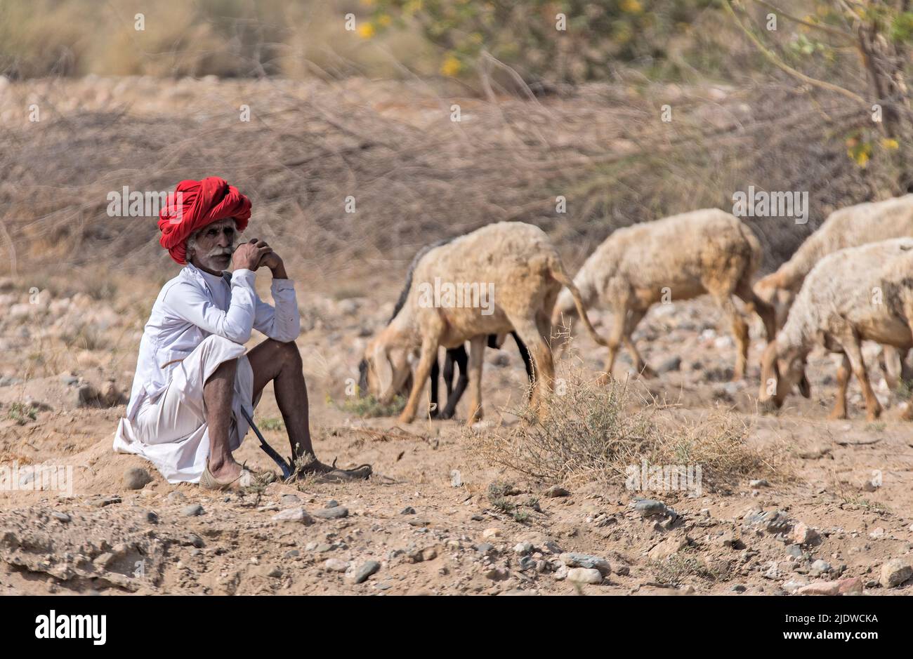 Shepherd in Rajasthan, India Stock Photo - Alamy