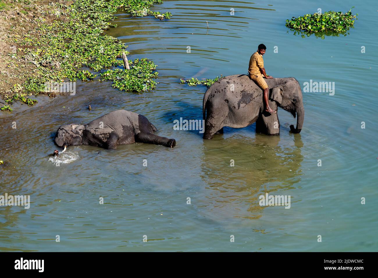 Local mahoot riding and bathing his elephant in Kaziranga National Park ...