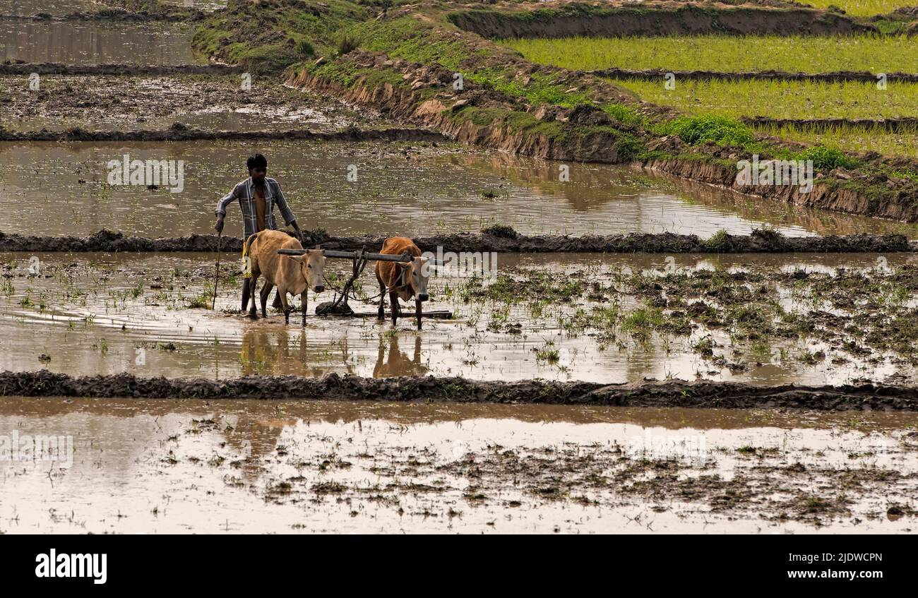 Local farmer preparing for planting rice. Burapahar, Assam, India Stock ...