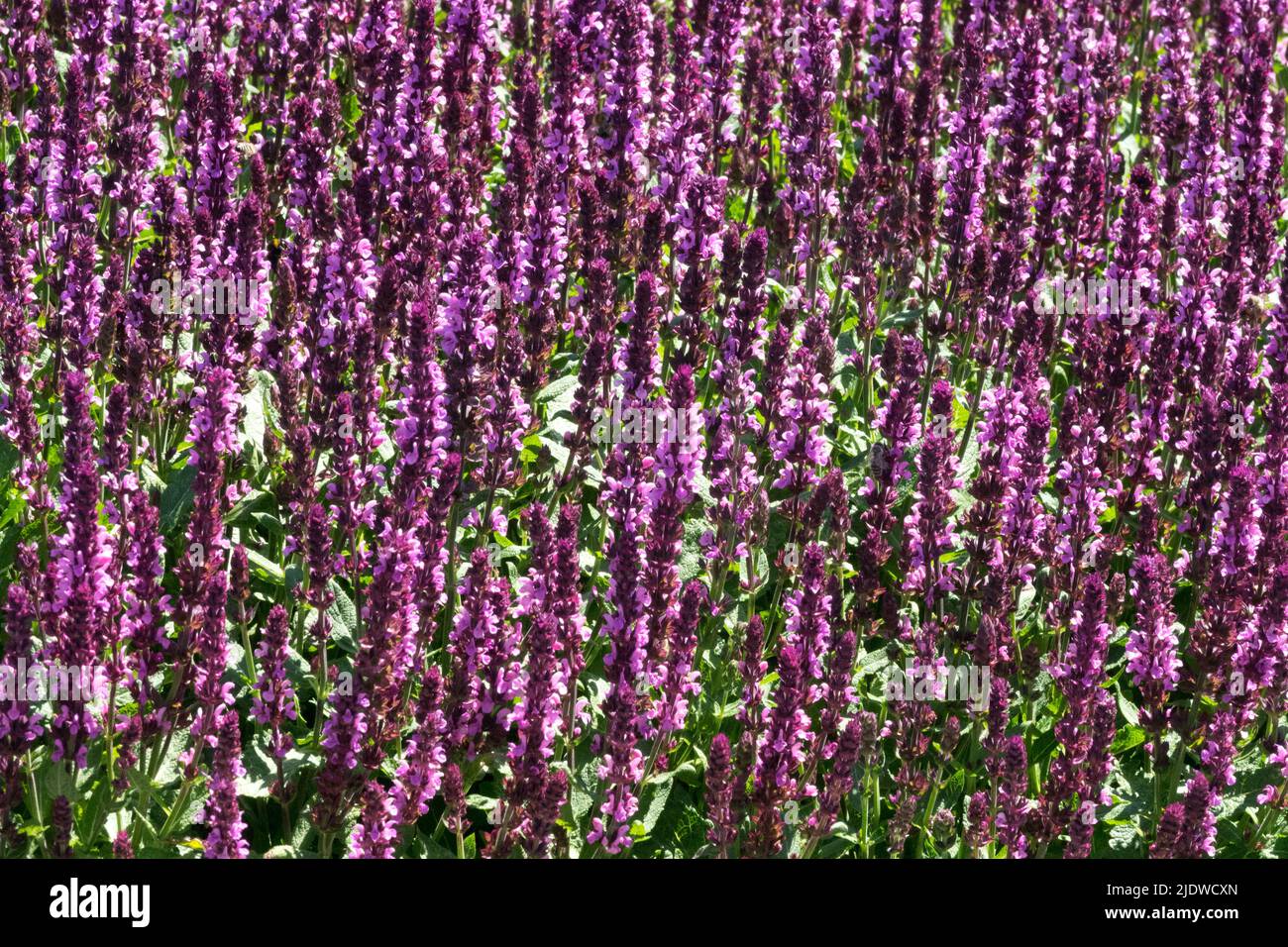 Salvia superba hi-res stock photography and images - Alamy