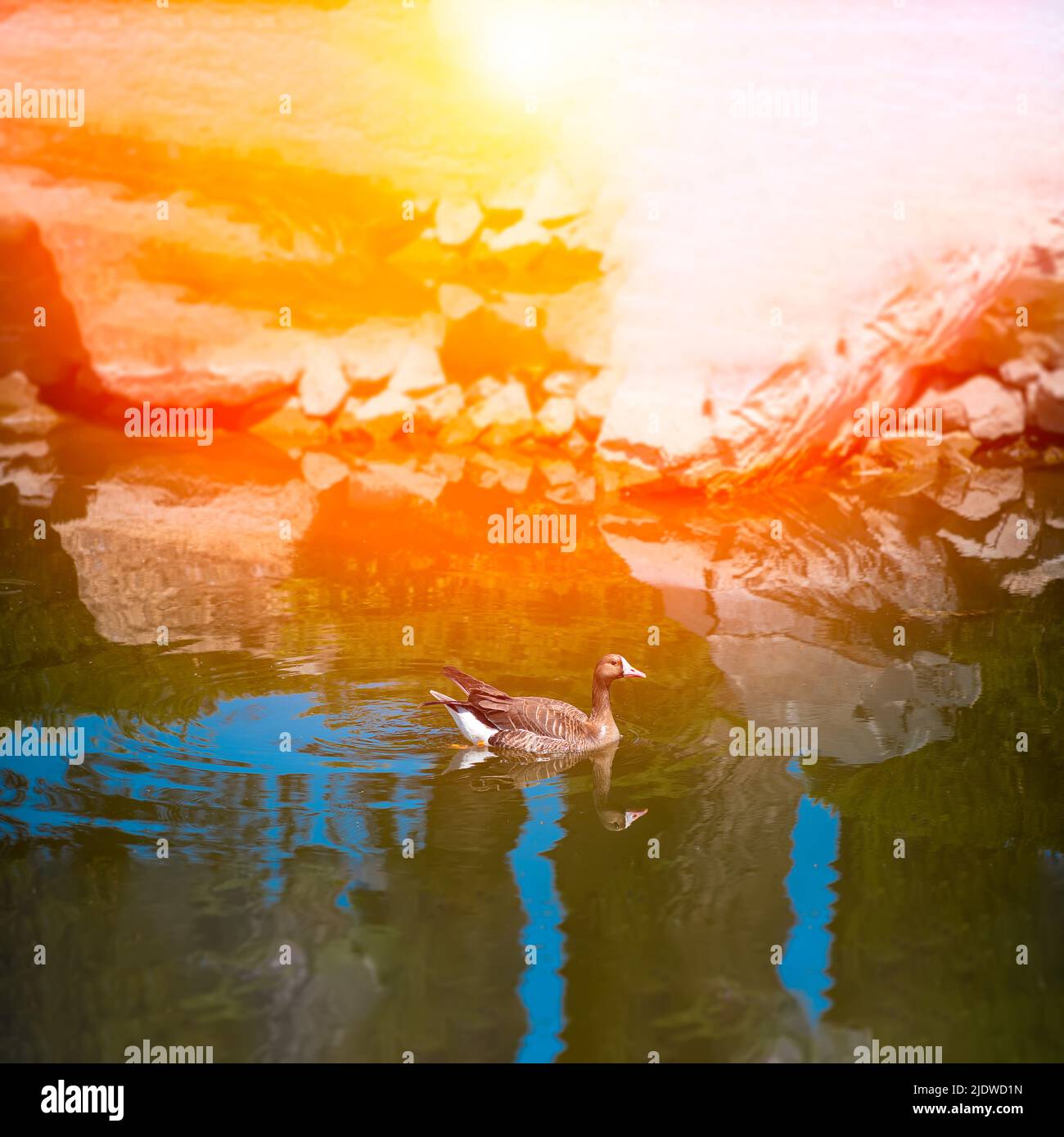 Swan on lake under trees hi-res stock photography and images - Alamy