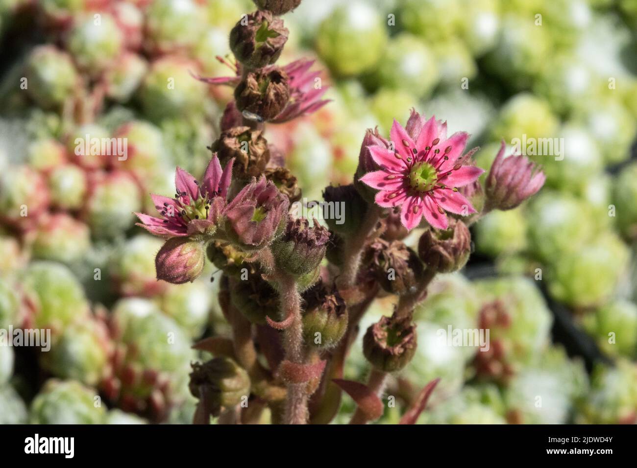 Houseleek flower hi-res stock photography and images - Alamy