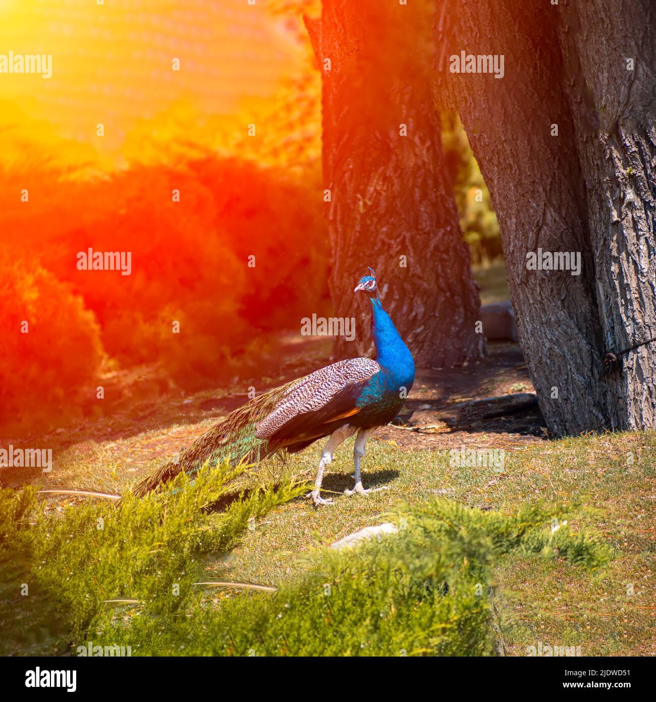 beautiful blue peacock walks on the lawn under the rays of the sun ...