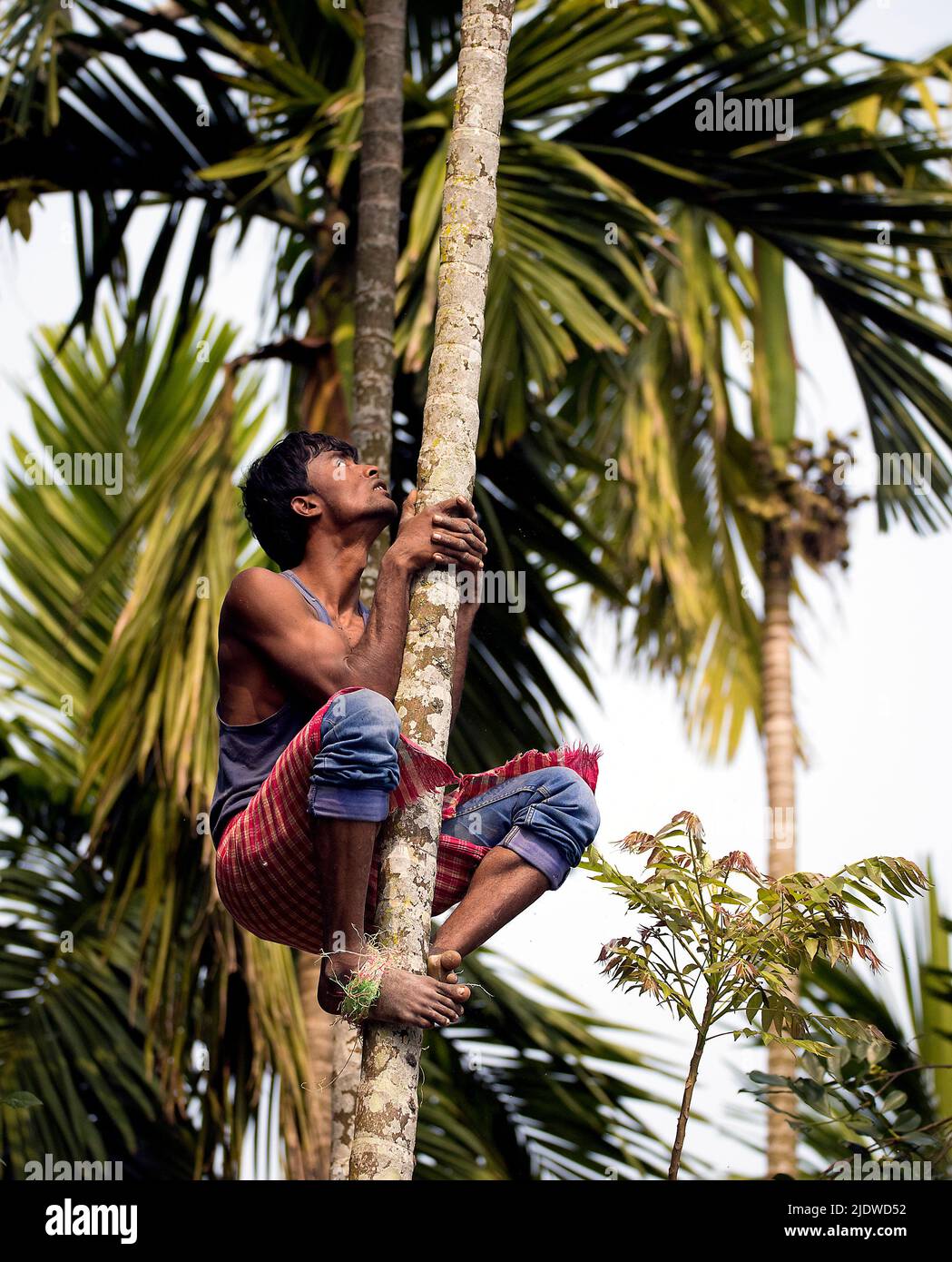 Climbing to c ollecting betel nuts from areca palms in Kaziranga, Assam ...