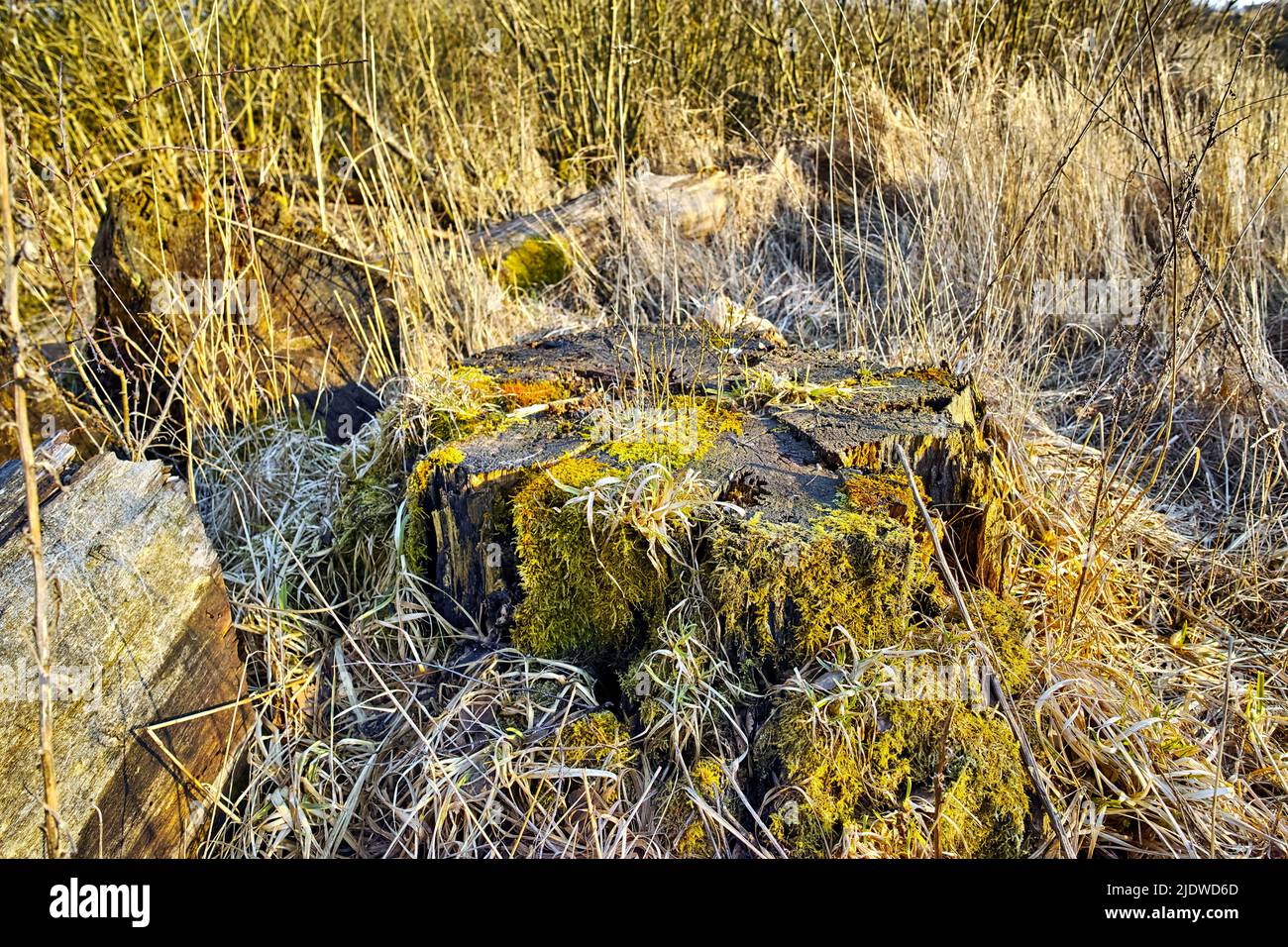 Moss covered tree stump on a grass field. Rural nature scene of ...