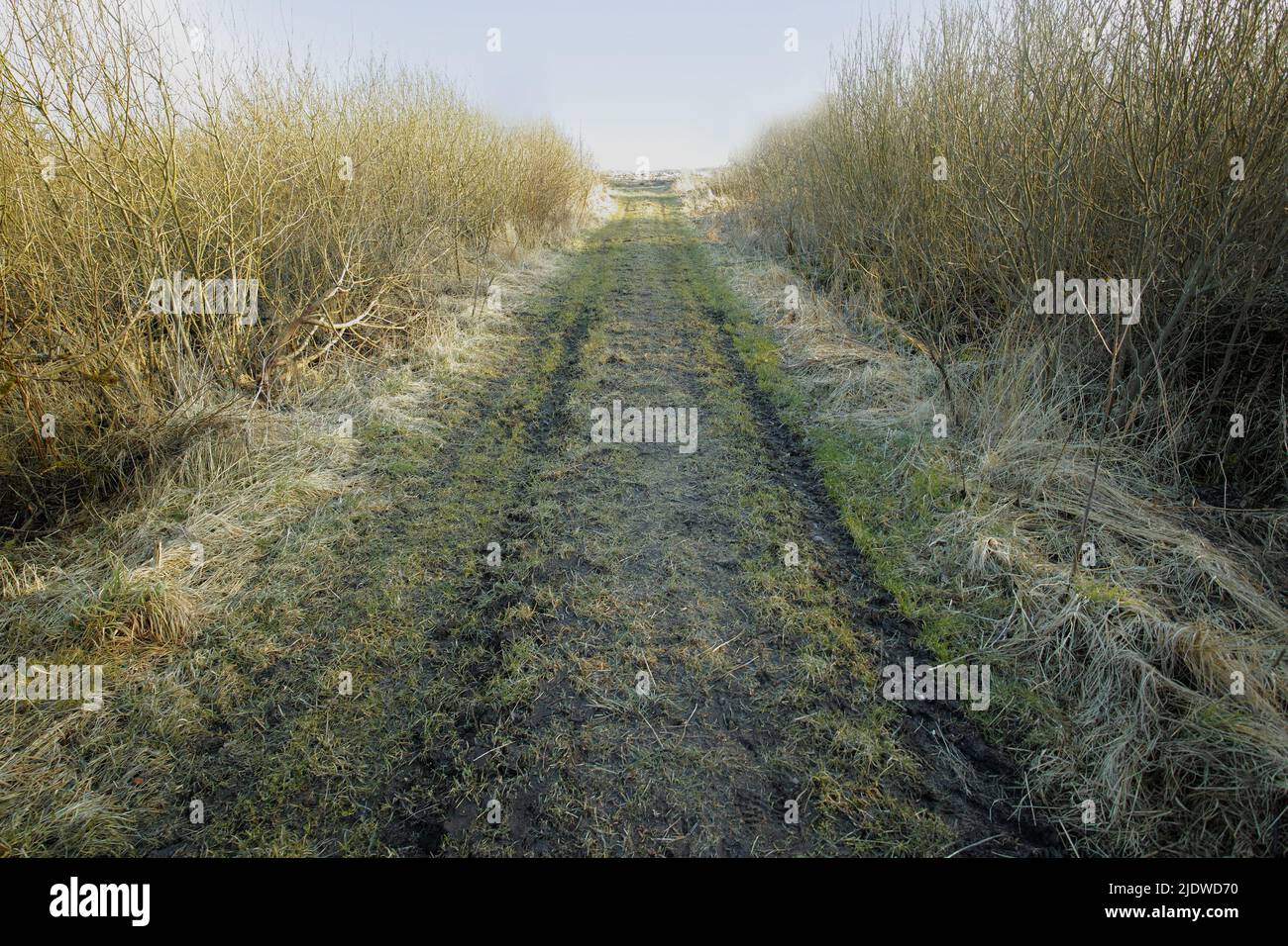 Swamp land hi-res stock photography and images - Alamy