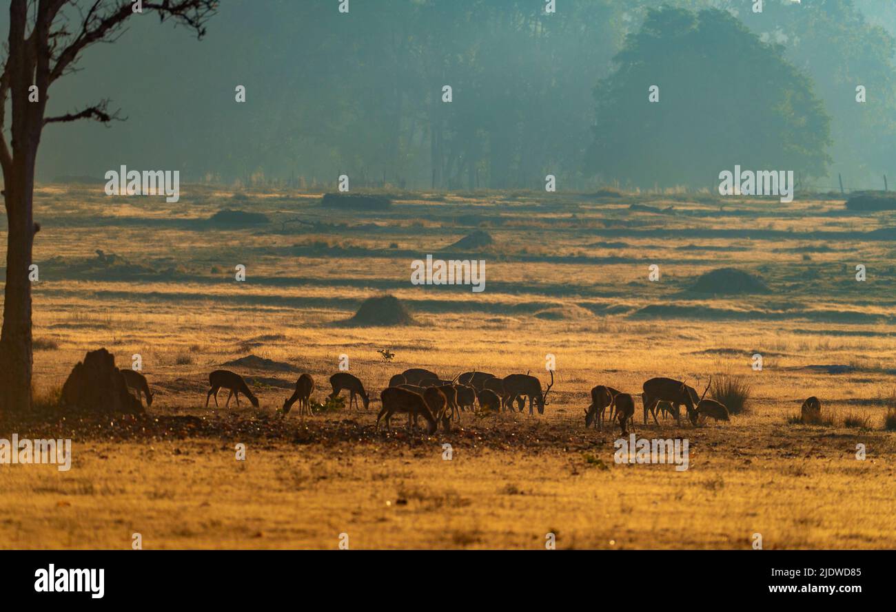 Morning with grazing swamp deers (baresinga) in Kanha National Park ...