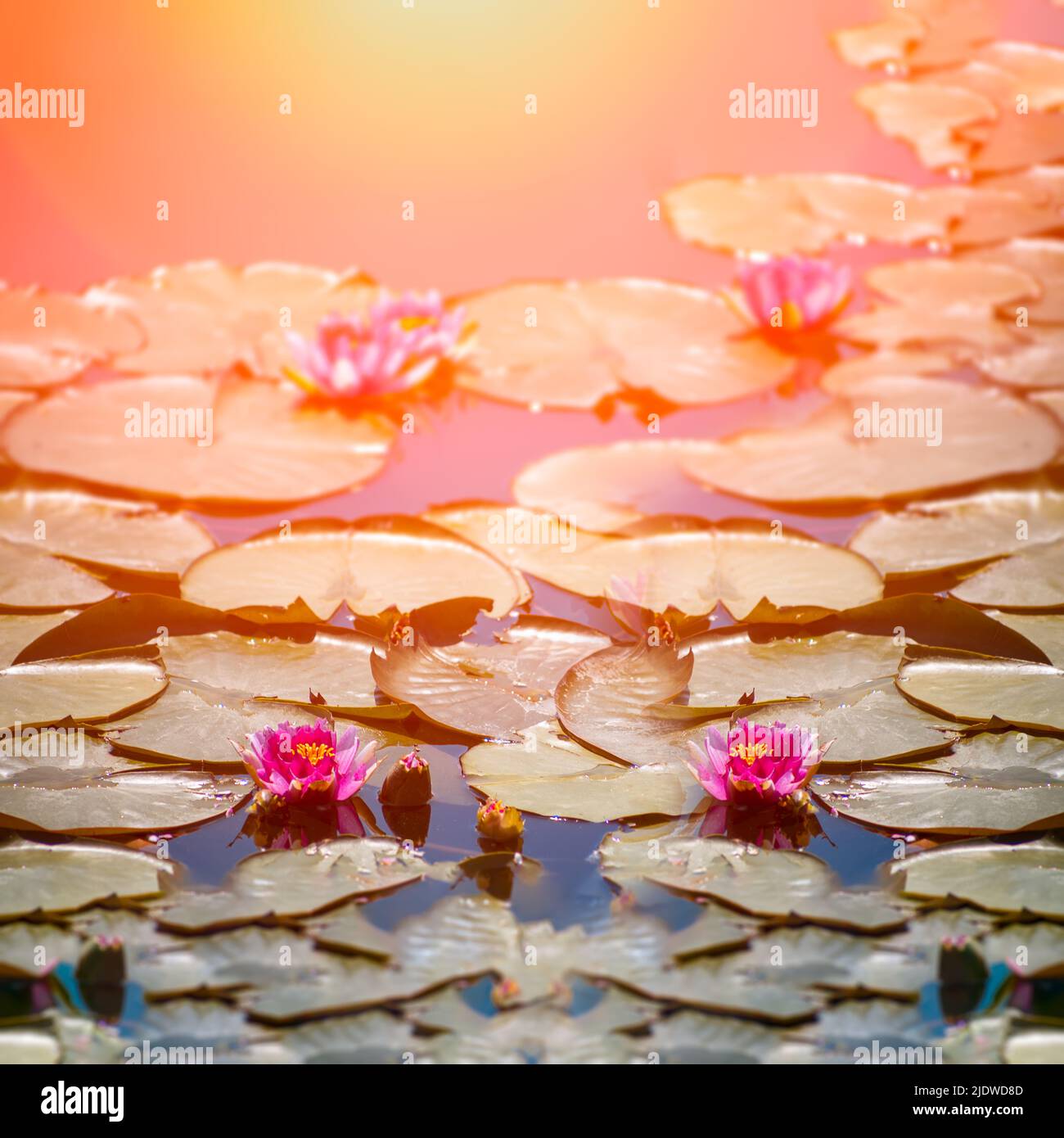 on the lake under the rays of the sun grow lilies and water lilies with ...