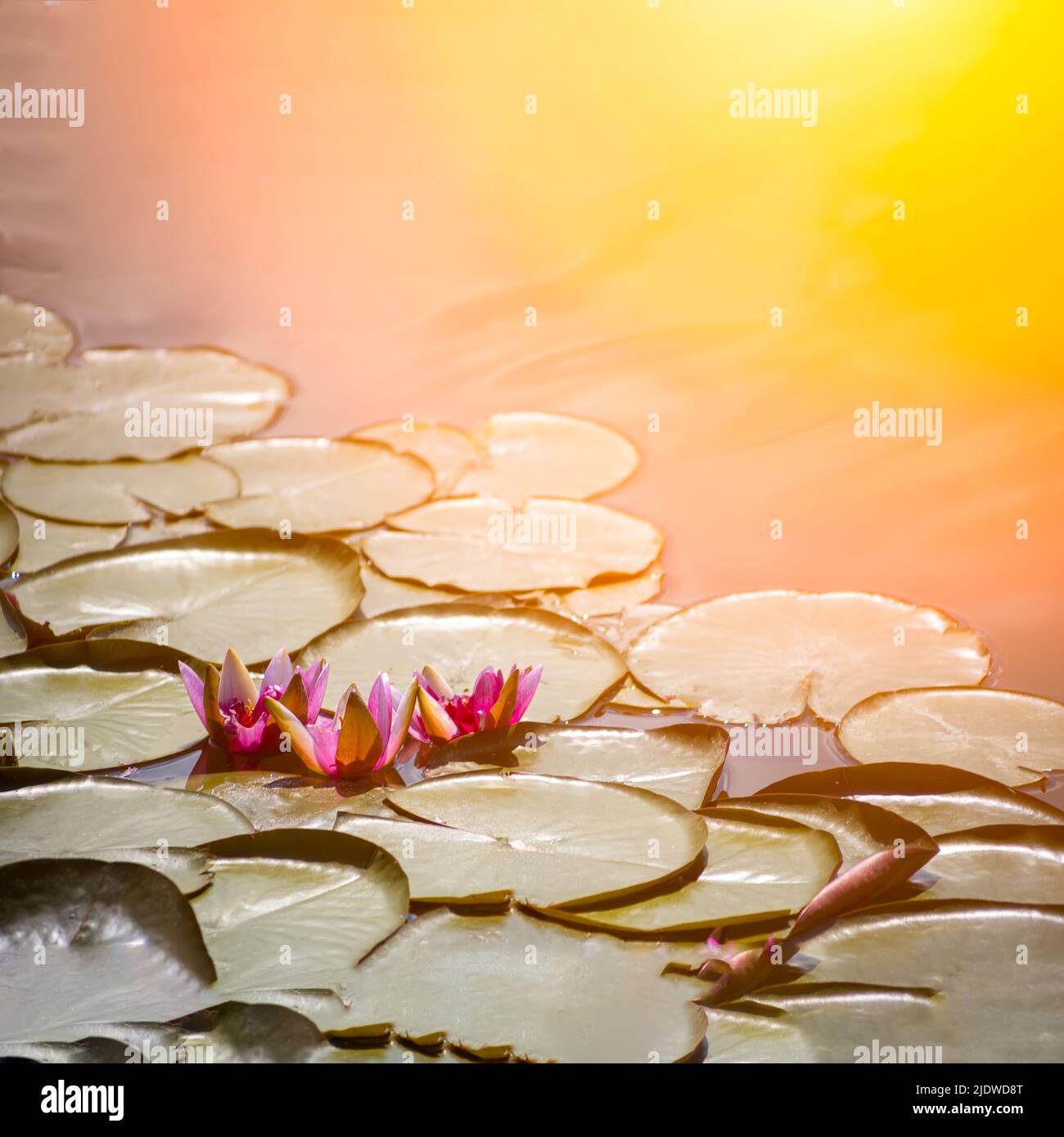 on the lake under the rays of the sun grow lilies and water lilies with ...