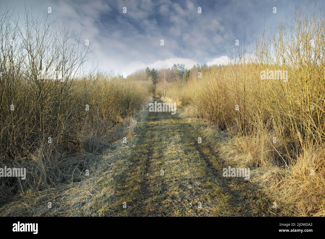 Swamp land hi-res stock photography and images - Alamy