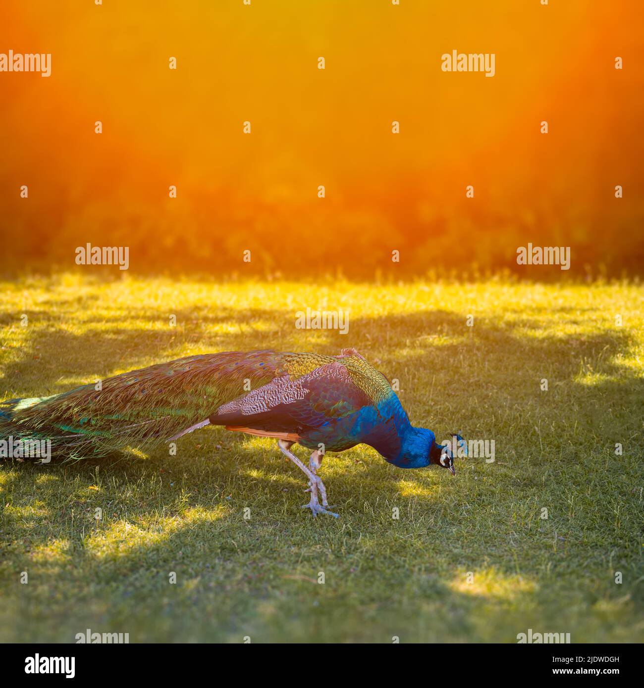 beautiful blue peacock walks on the lawn under the rays of the warm sun ...
