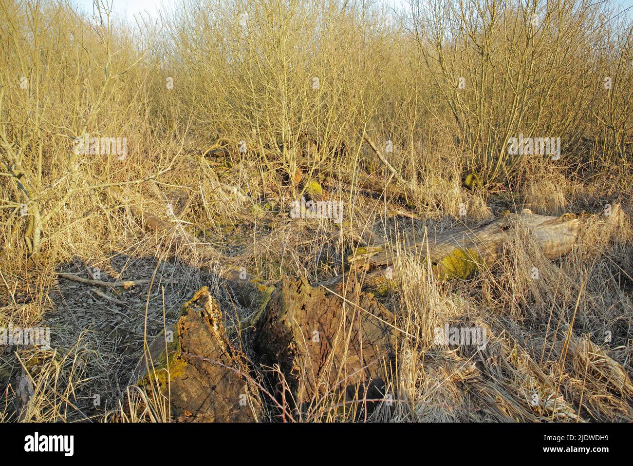 View of dry, arid grassland and a fallen tree in an empty Denmark swamp ...