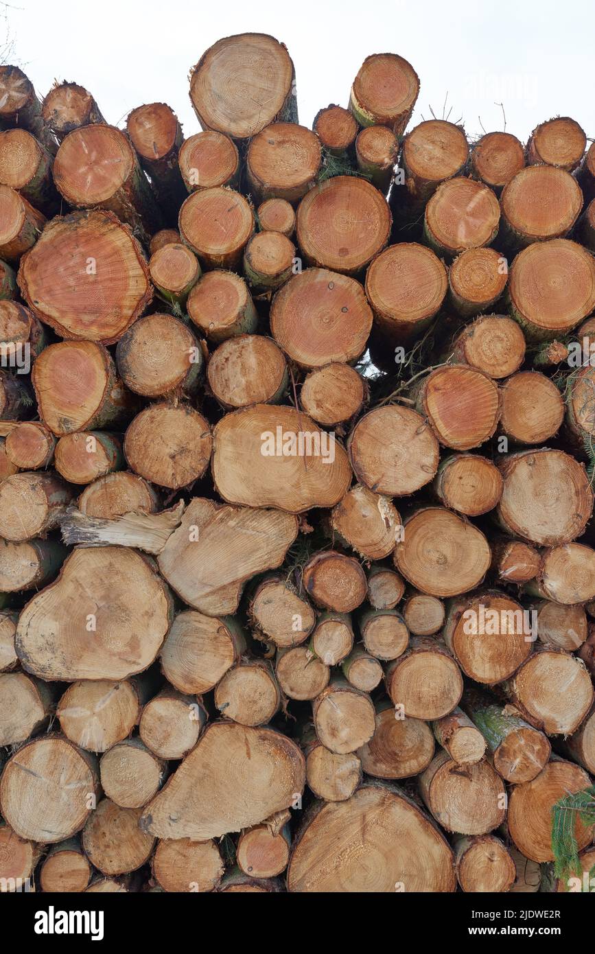 Chopped firewood and logs stacked together in a storage pile in ...