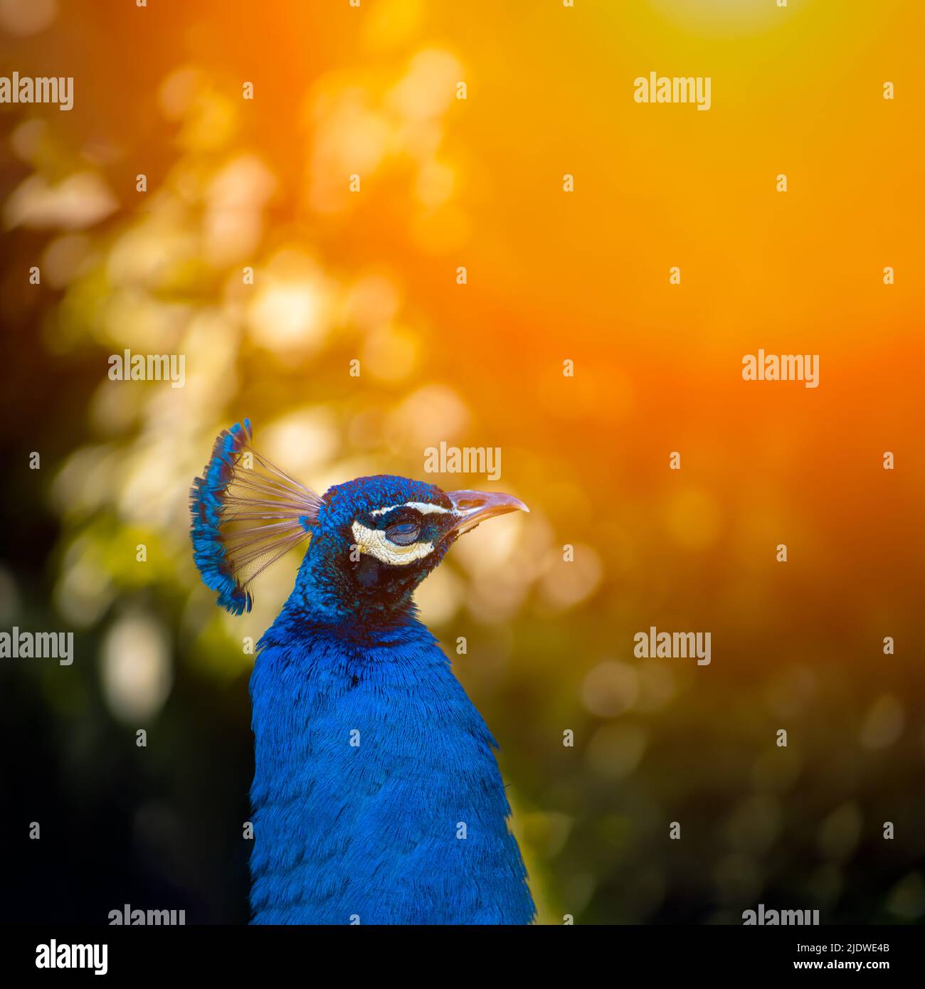 the head of a large blue peacock, which is in the park under the warm ...
