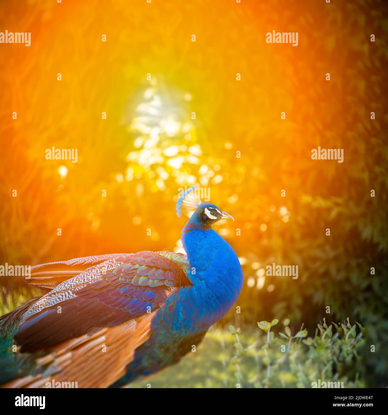 Blue peacock in a beautiful park under the rays of the warm sun walks ...