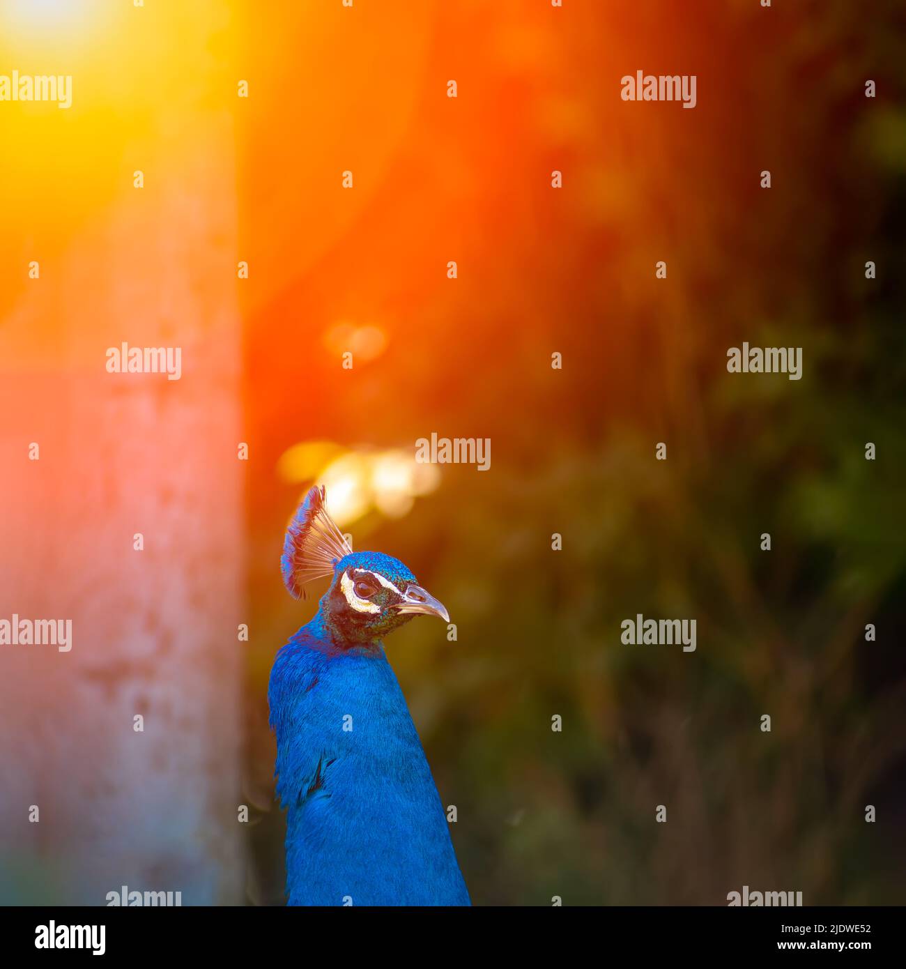 a blue peacock shows its long neck in a beautiful park under the rays ...