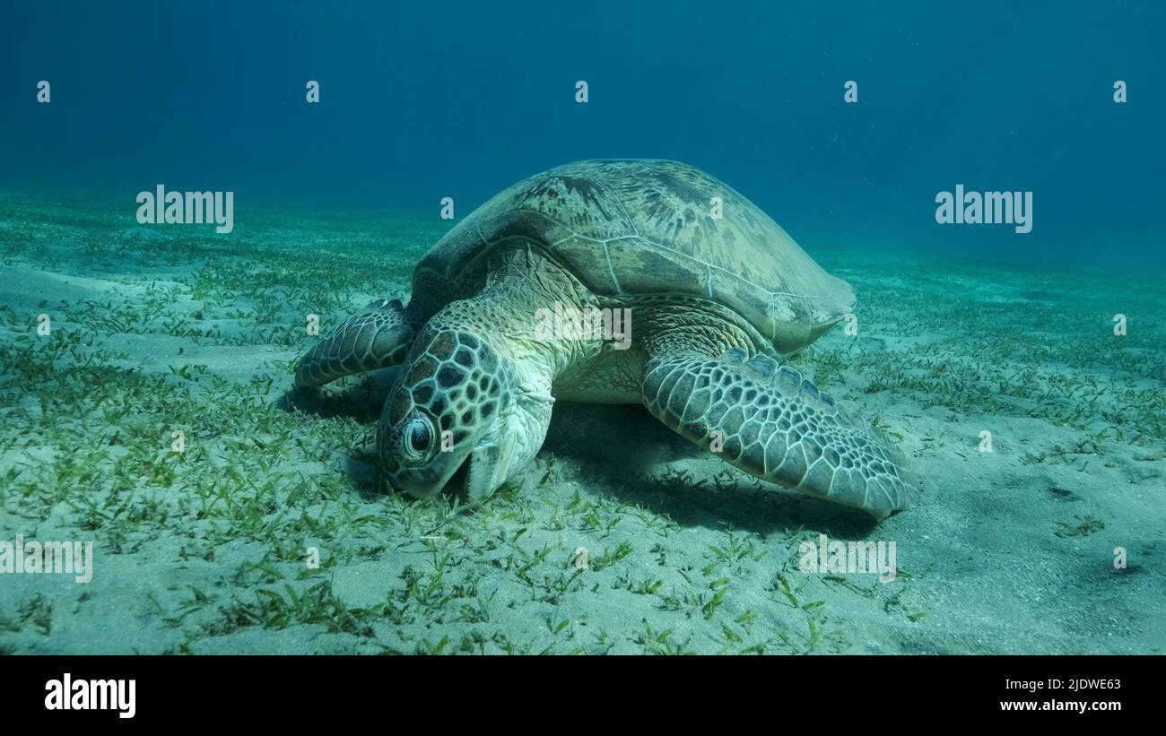 Green sea turtles algae hi-res stock photography and images - Alamy