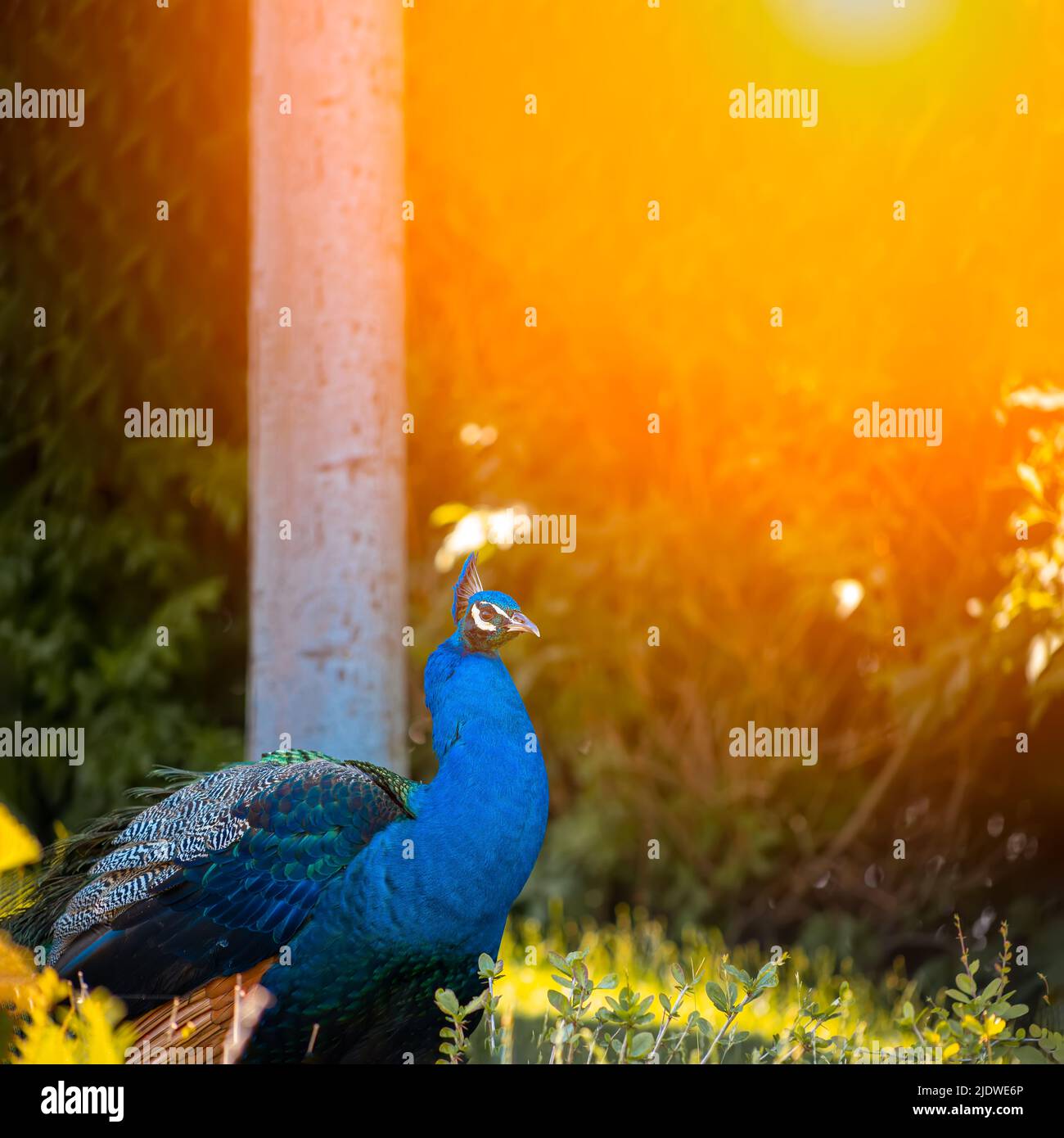 Blue peacock in a beautiful park under the rays of the warm sun walks ...