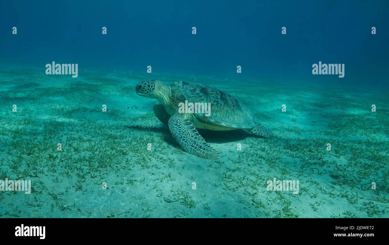 Big Sea Turtle green swim above seabed covered with green sea grass ...