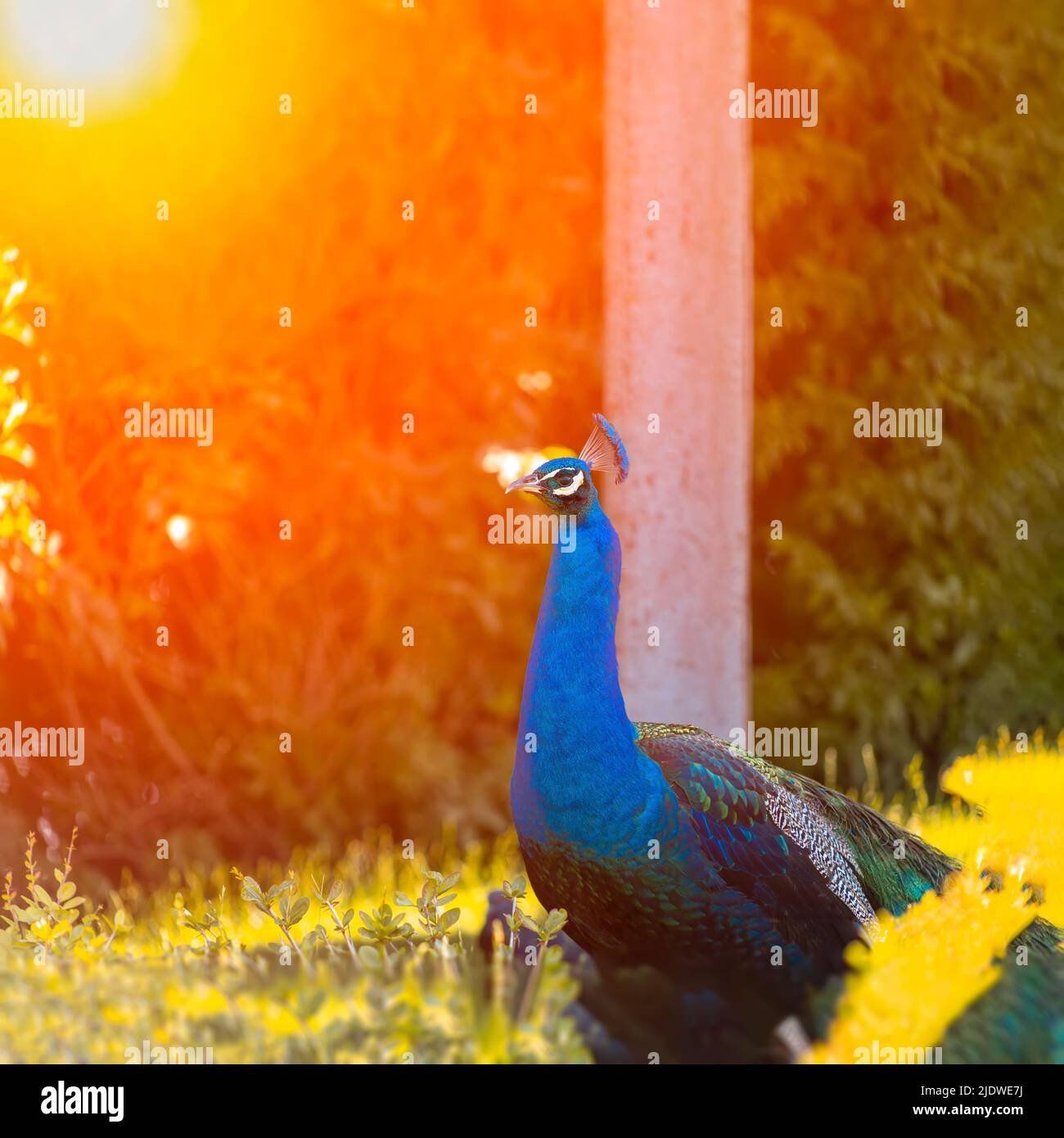 Beautiful picture peacock hi-res stock photography and images - Alamy