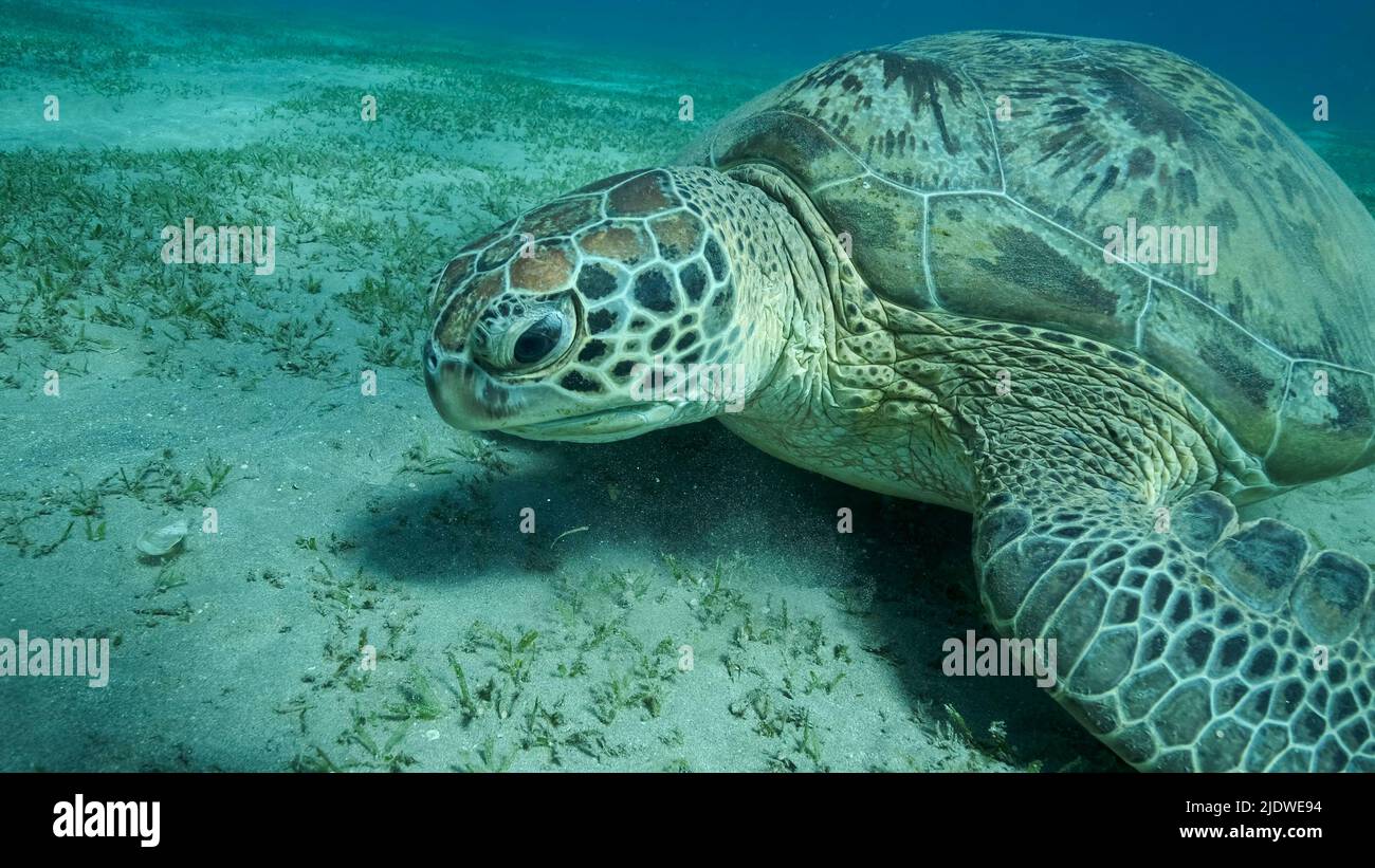 Green sea turtles algae hi-res stock photography and images - Alamy