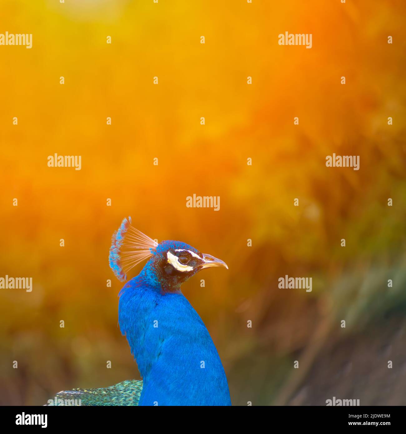 in the morning, a blue peacock bird walks in a beautiful park lit by ...