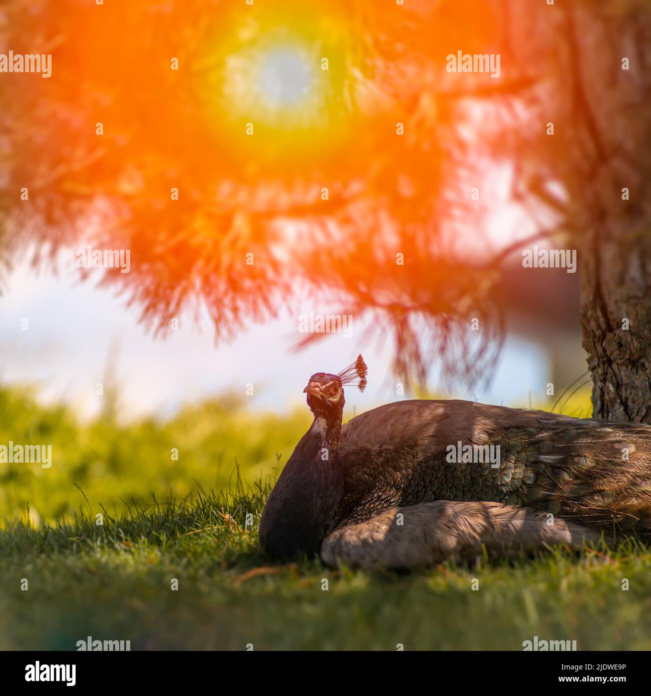 the peacock is resting under a tree in the shade, the rays of the warm ...