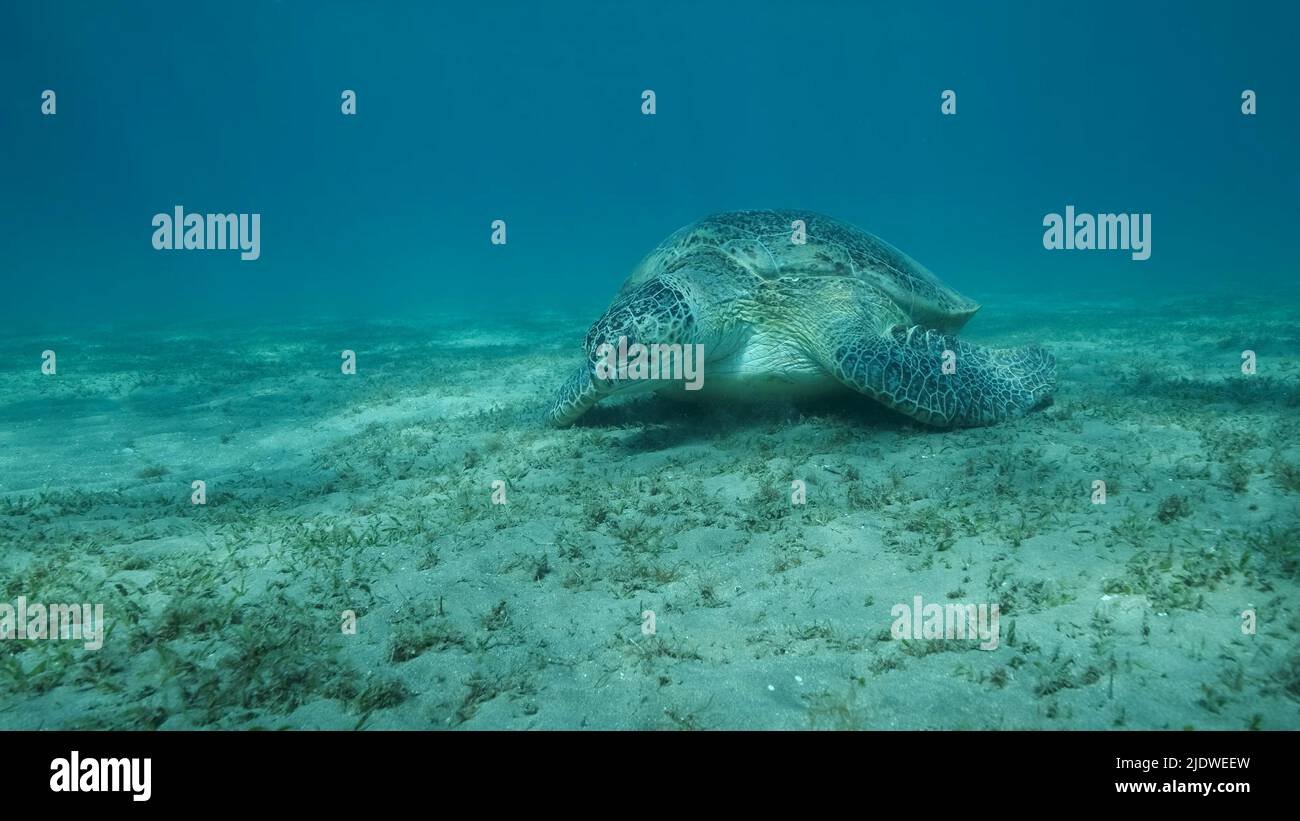 Big Sea Turtle green eats green sea grass on the seabed. Green sea ...